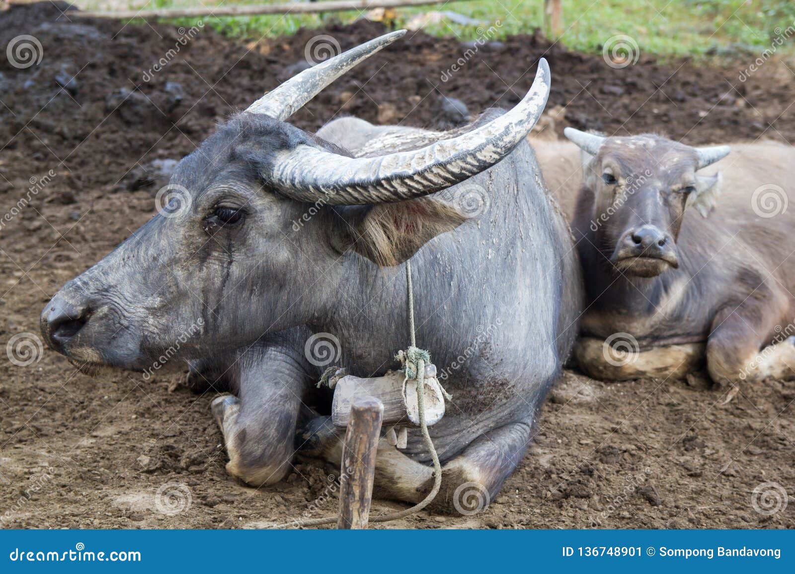 Buffalo stock image. Image of life, lifestyles, humpbacked - 136748901