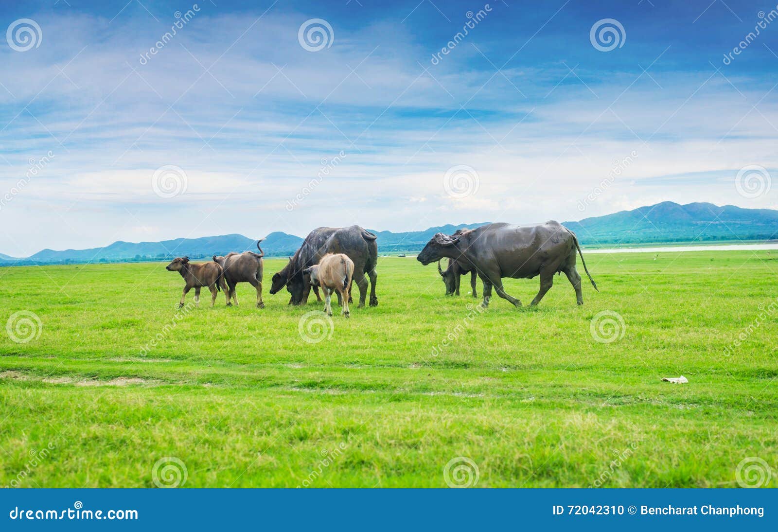 Buffalo in Nature Landscape Background Stock Photo - Image of nature ...