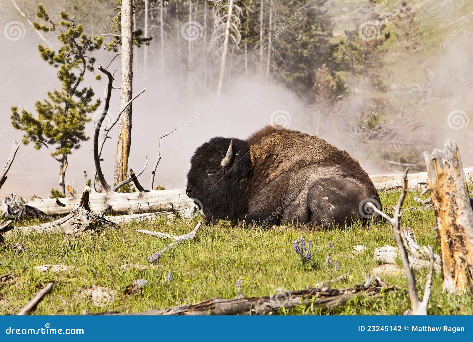 Buffalo Near Hot Spring stock photo. Image of green, american - 23245142