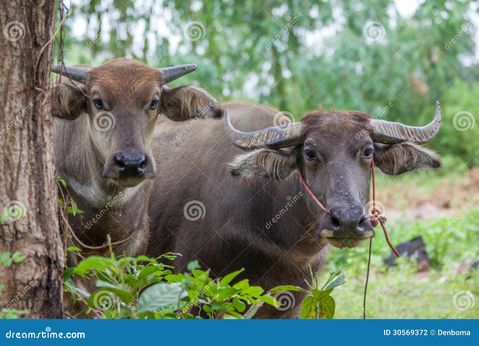 Buffalo stock photo. Image of aggressive, national, green - 30569372