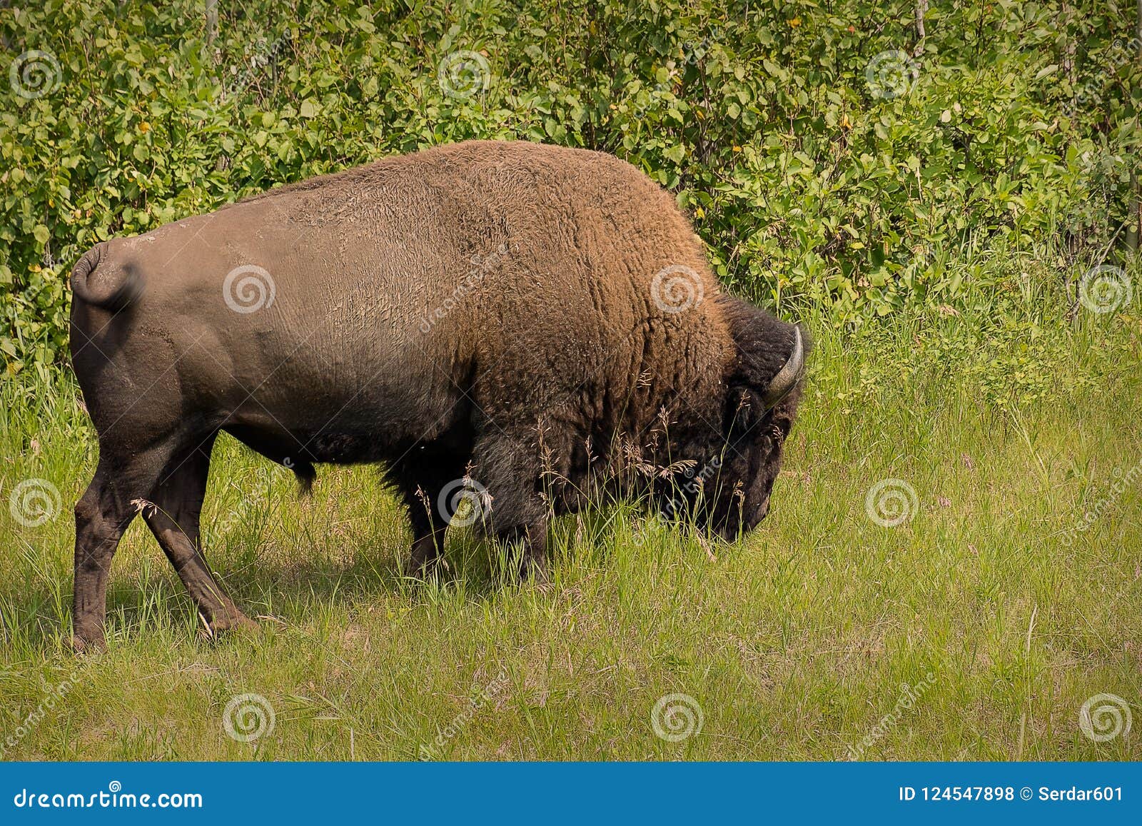 Buffalo stock photo. Image of mane, animal, hump, tail - 124547898