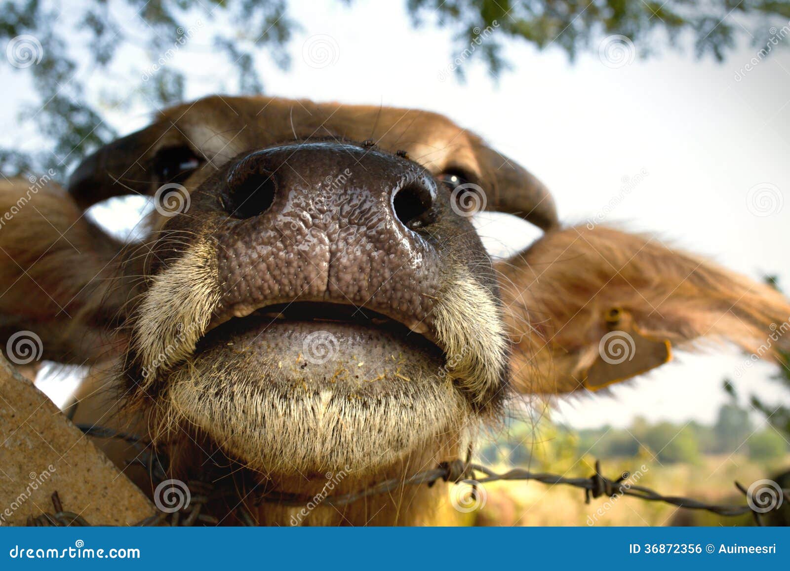 Buffalo nose stock photo. Image of dangerous, large, face - 36872356
