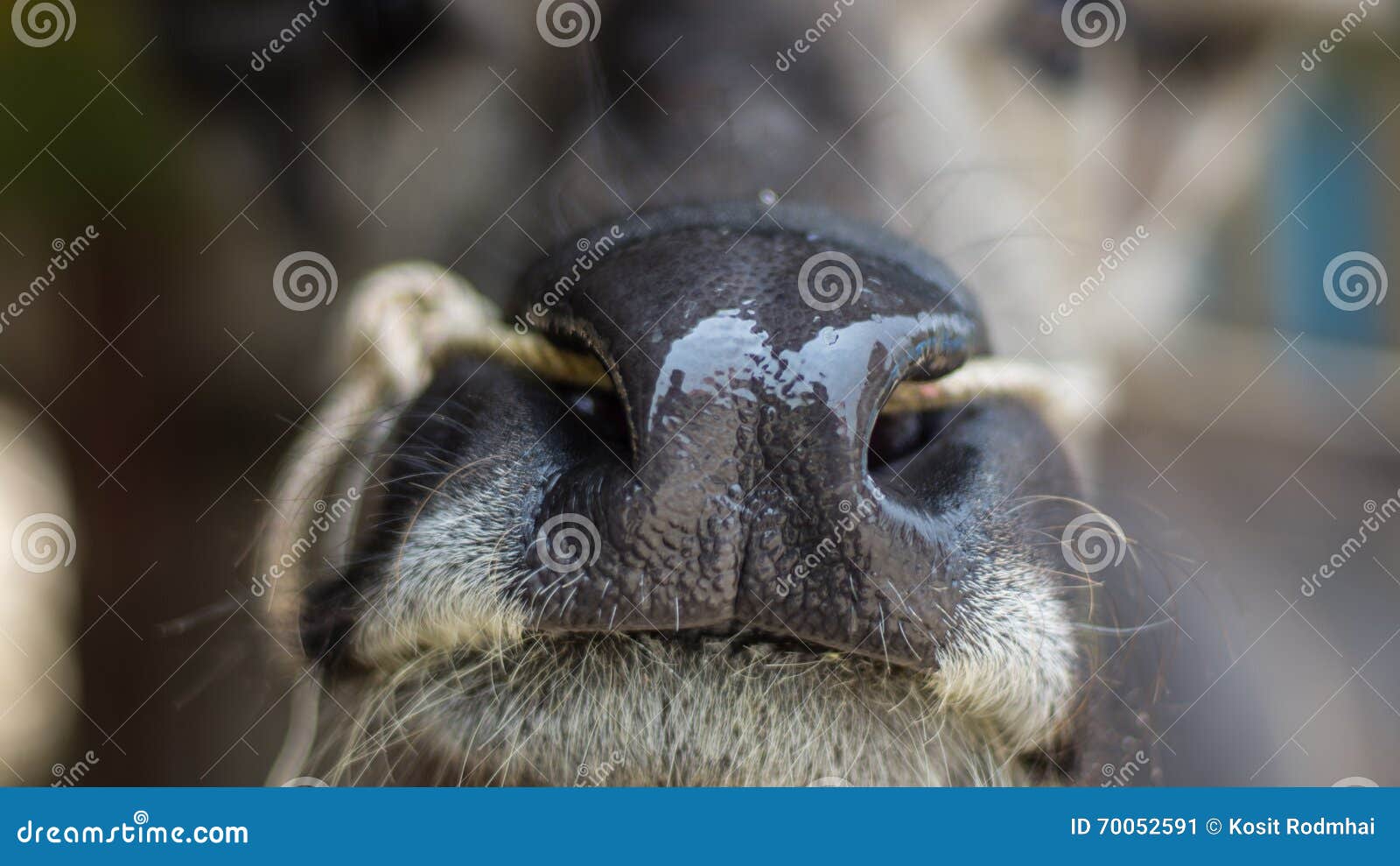 Buffalo nose stock image. Image of nature, black, head - 70052591