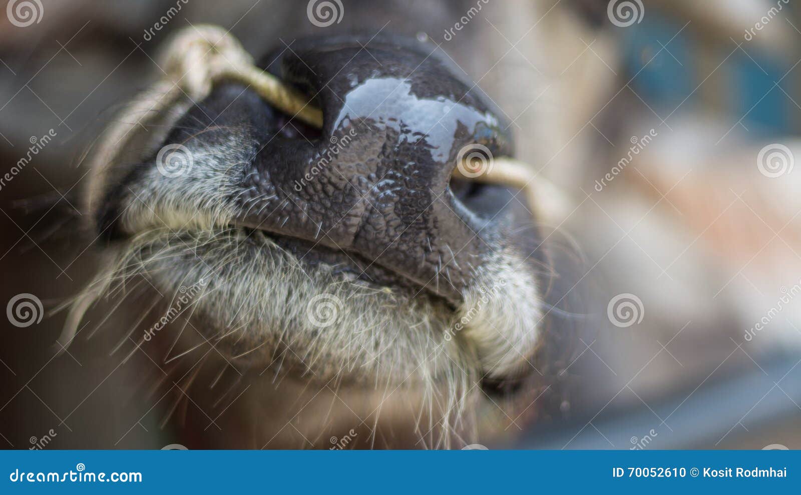 Buffalo nose stock photo. Image of face, detail, male - 70052610