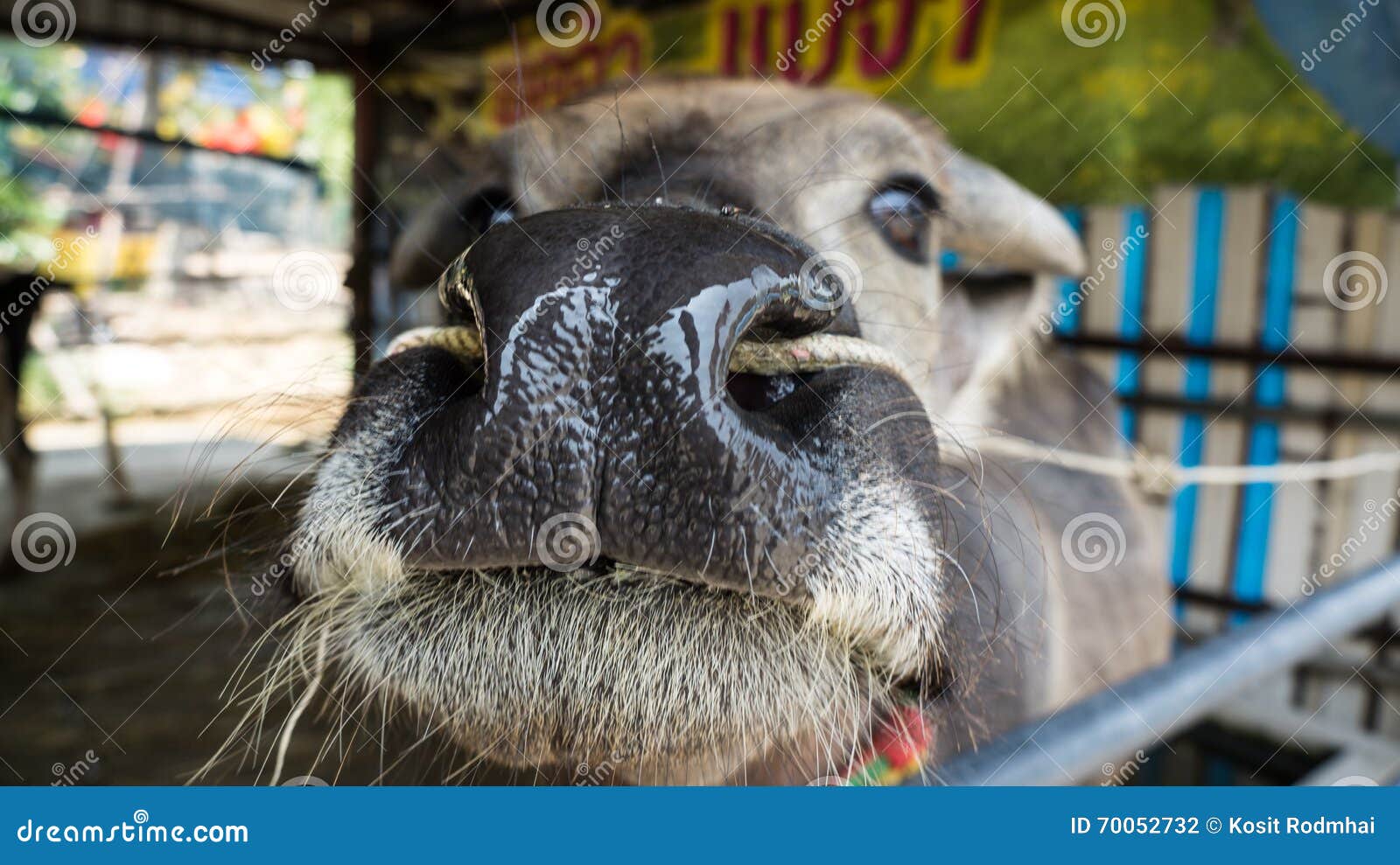 Buffalo nose stock photo. Image of face, animal, nature - 70052732