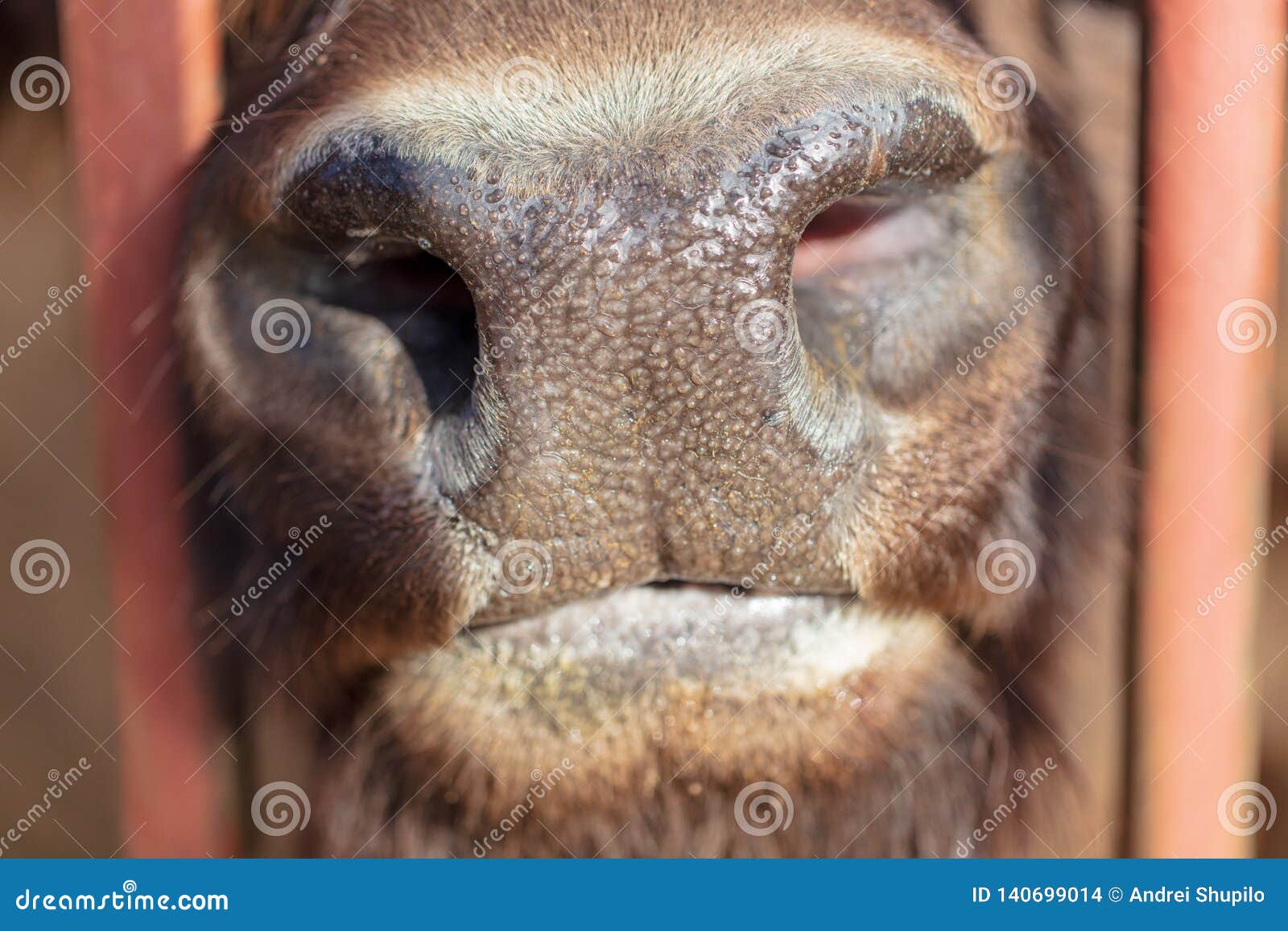 Buffalo Nose at the Zoo stock photo. Image of bison - 140699014