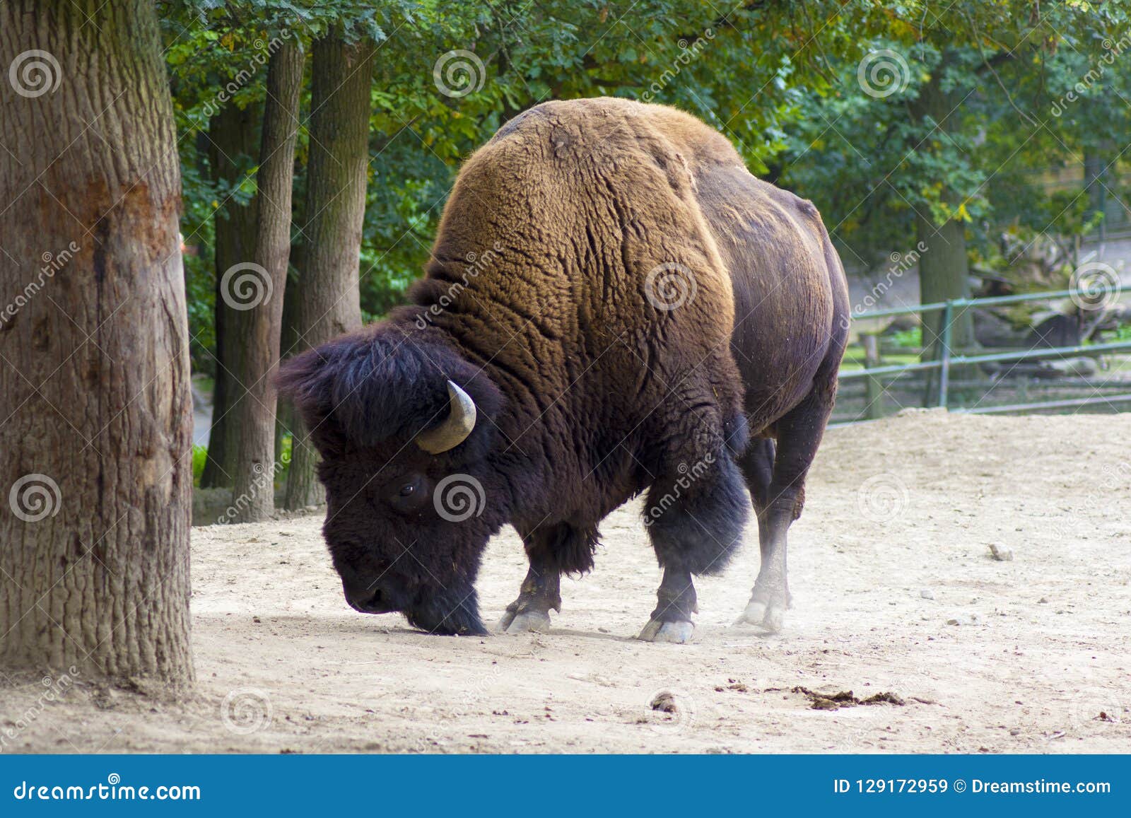 Buffalo O Bisonte Americano Immagine Stock - Immagine di bufalo ...