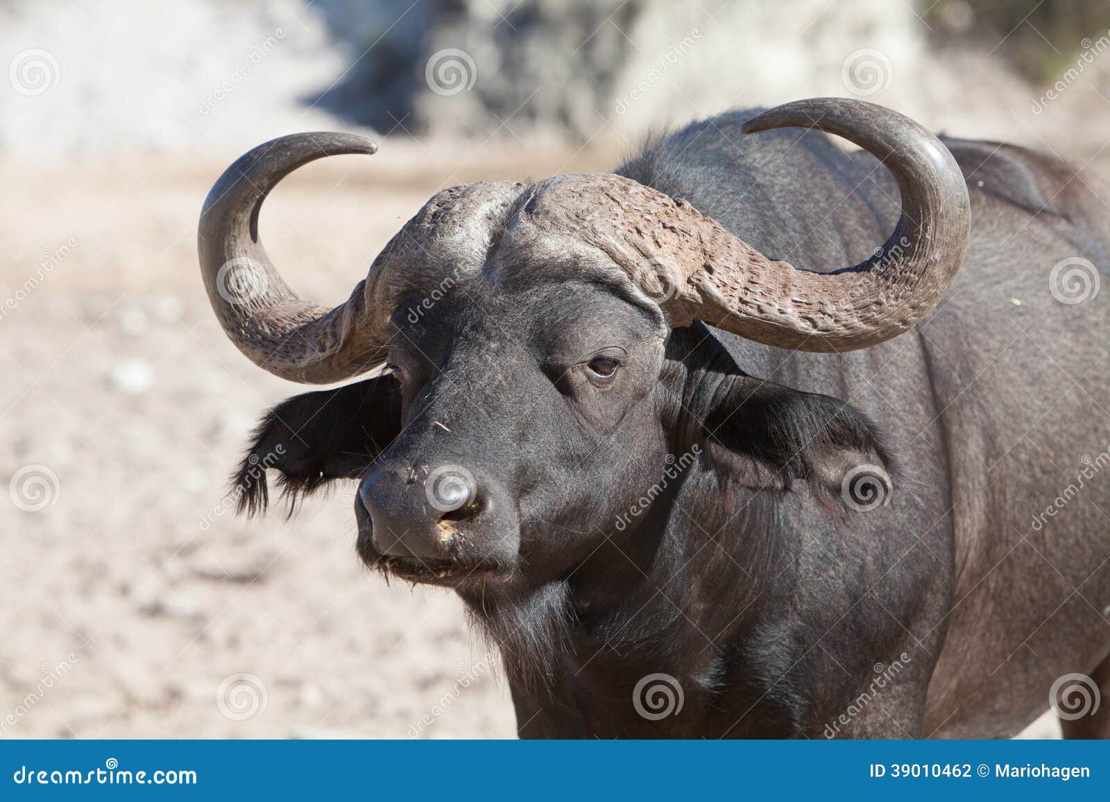 Buffalo stock photo. Image of ruminant, south, buffalo - 39010462