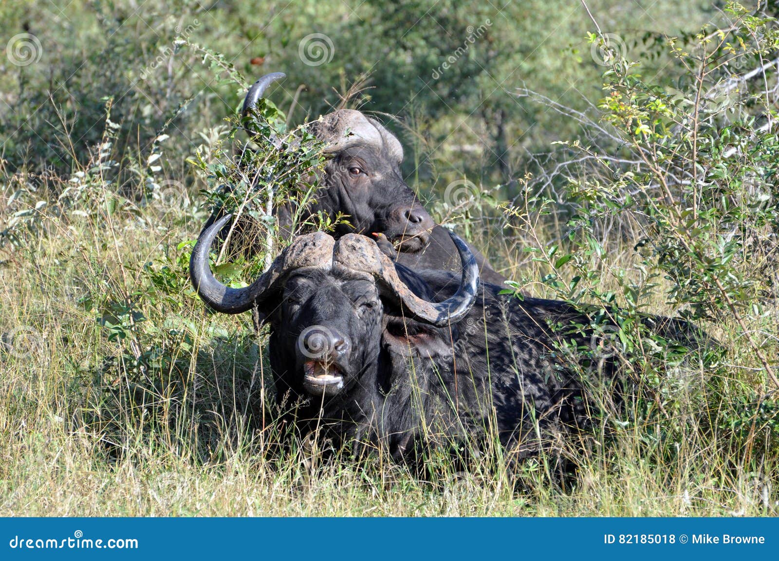 Buffalo and Ox-Pecker stock photo. Image of grass, domestic - 82185018