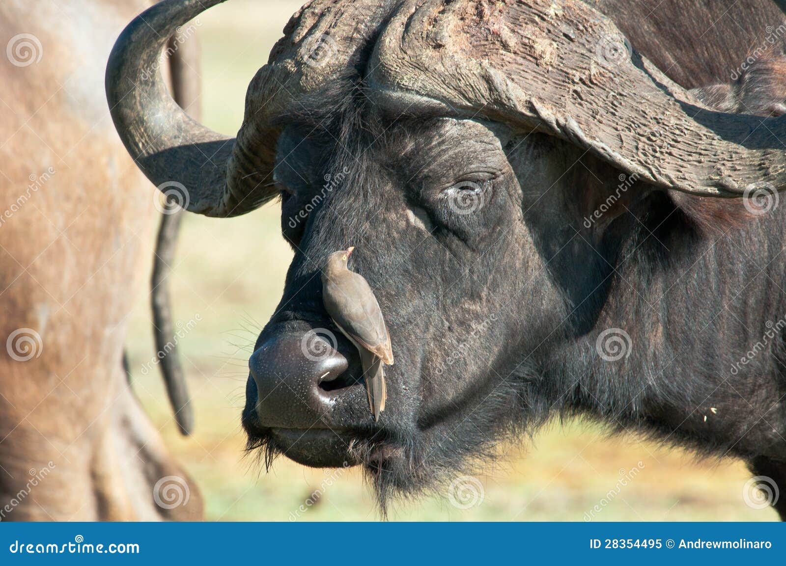 Buffalo with Ox-Pecker Passenger Stock Image - Image of relationship ...