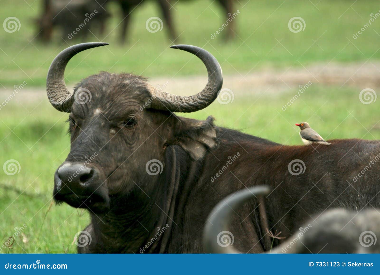Buffalo and oxpecker stock image. Image of biodiversity - 7331123