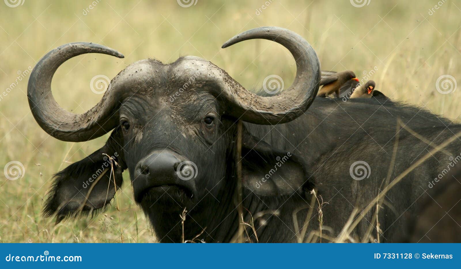 Buffalo and oxpecker stock photo. Image of buffalo, nakuru - 7331128