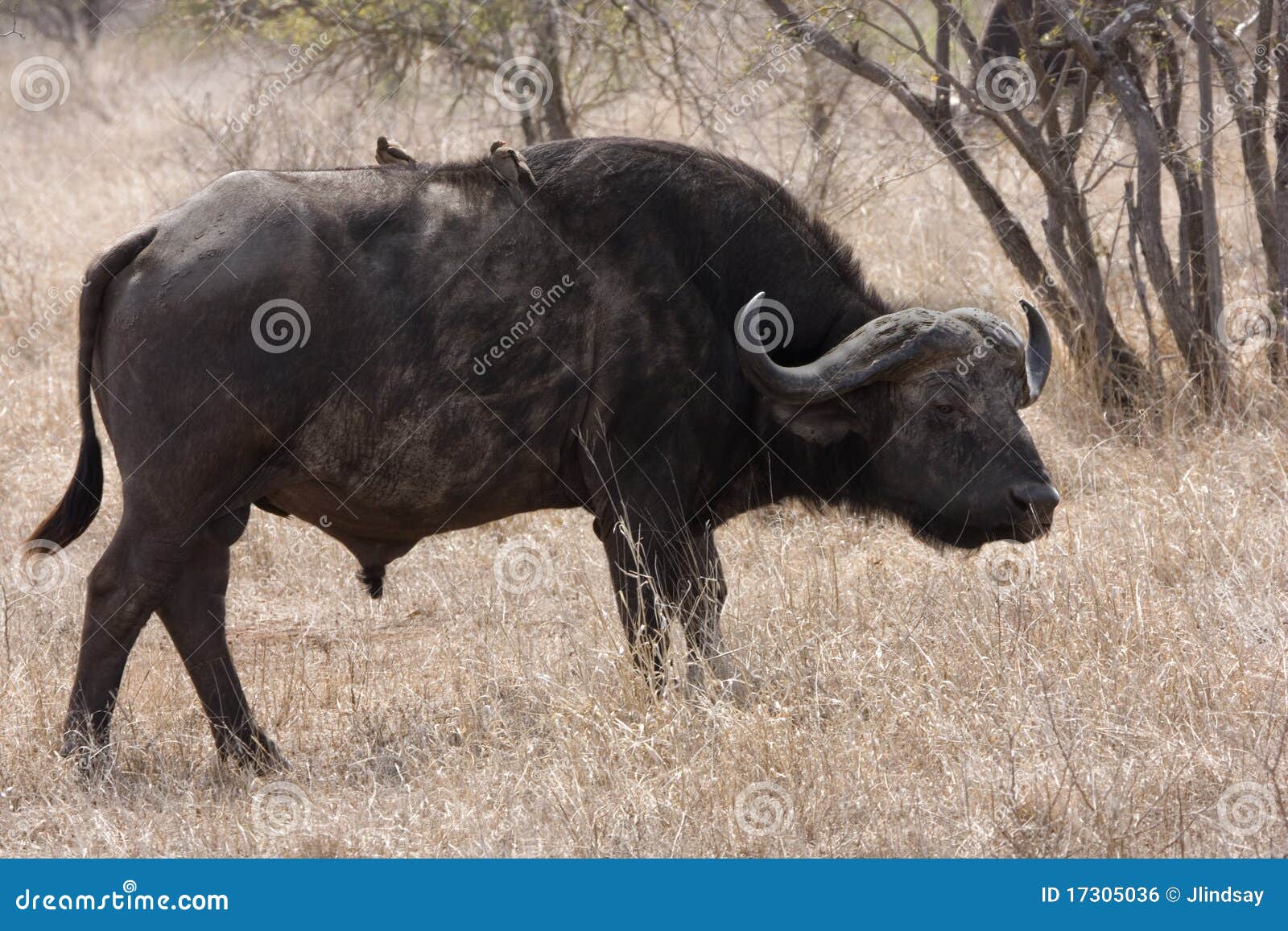 Buffalo with oxpeckers stock photo. Image of mammal, buphagus - 17305036