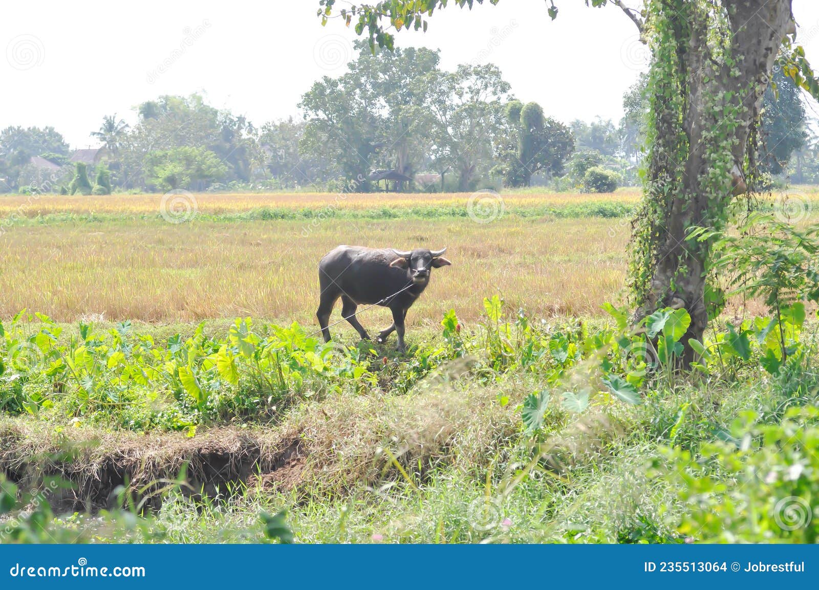 Buffalo, Buffalo in the Paddy Field Stock Photo - Image of farm, animal ...