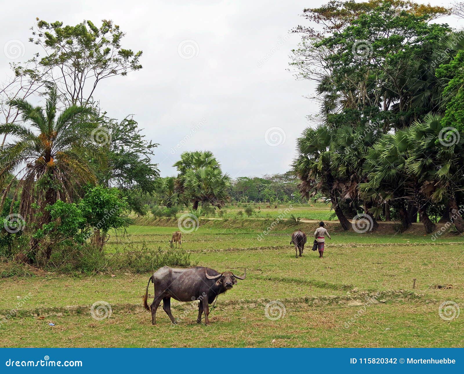 Buffalo on Paddy Field, India Stock Photo - Image of paddy, land: 115820342