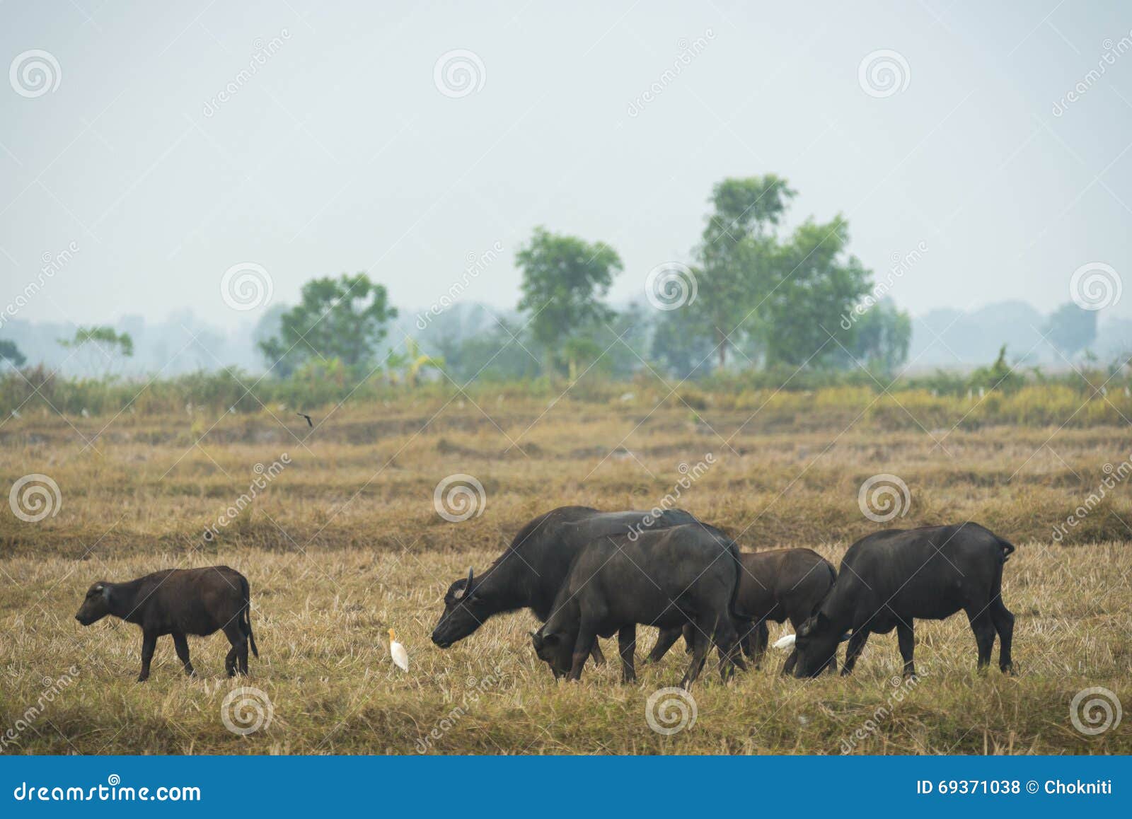 Buffalo in the Paddy Field of Thailand Stock Photo - Image of buffaloes ...
