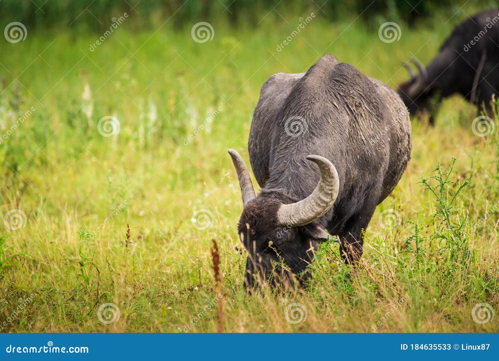 Buffalo on pasture stock image. Image of asian, africa - 184635533