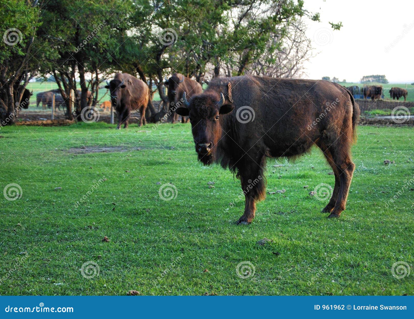 Buffalo in Pasture stock photo. Image of grassland, bull - 961962