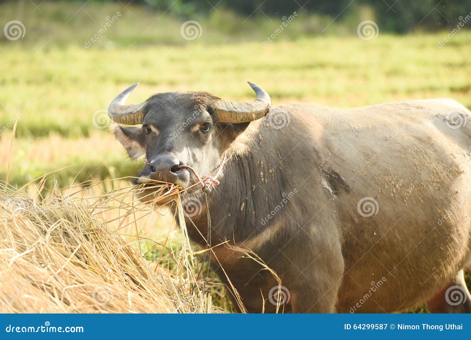 Buffalo in Pasture at Northern Stock Image - Image of buffalo, grazing ...