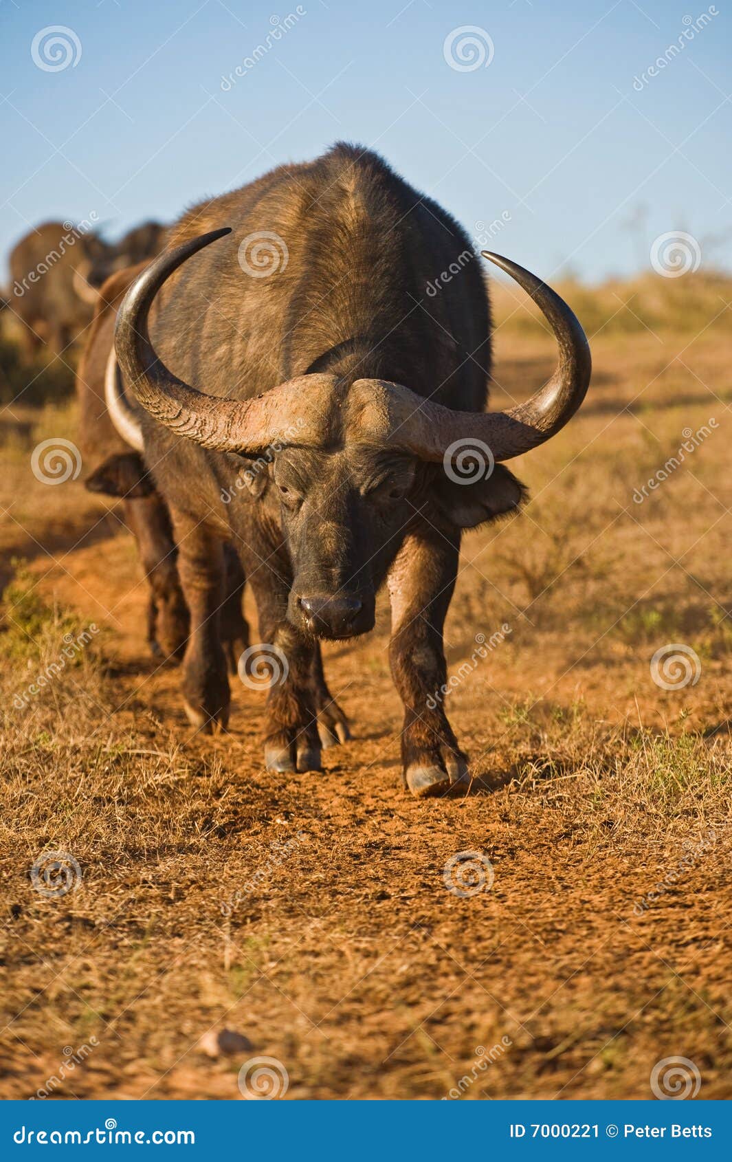 Buffalo pathway stock image. Image of african, leader - 7000221