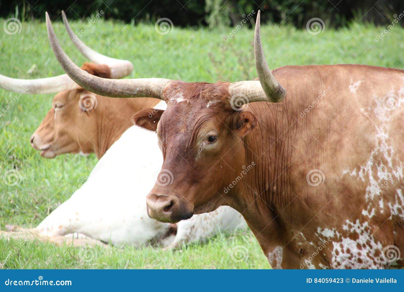 Buffalo stock image. Image of nature, farm, animal, grass - 84059423