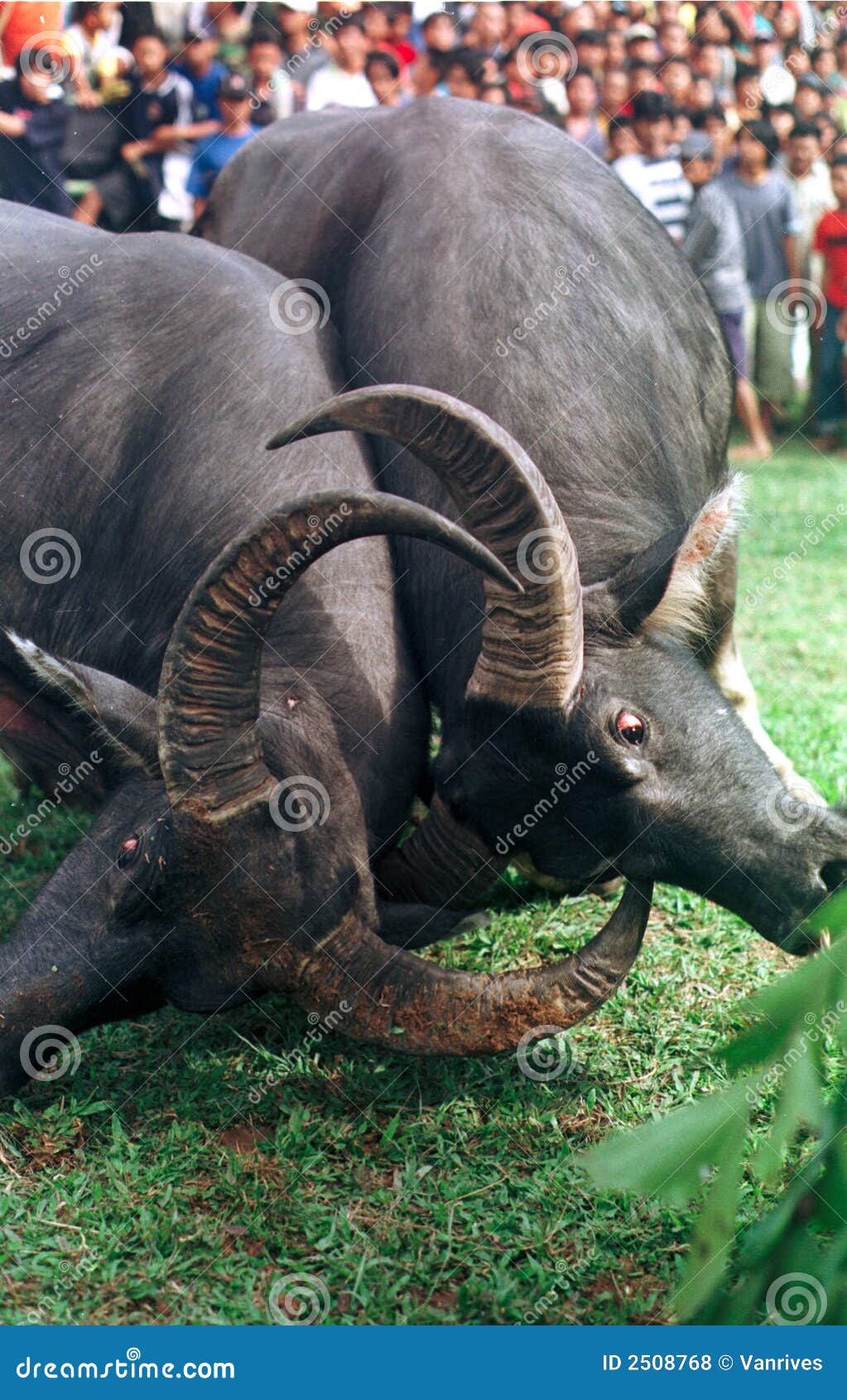 Buffalo pit stock photo. Image of tradition, buffalo, fight - 2508768