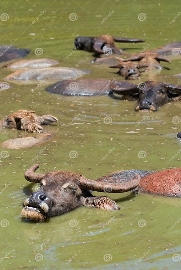 Buffalo in the pool stock image. Image of thailand, pool - 15146065