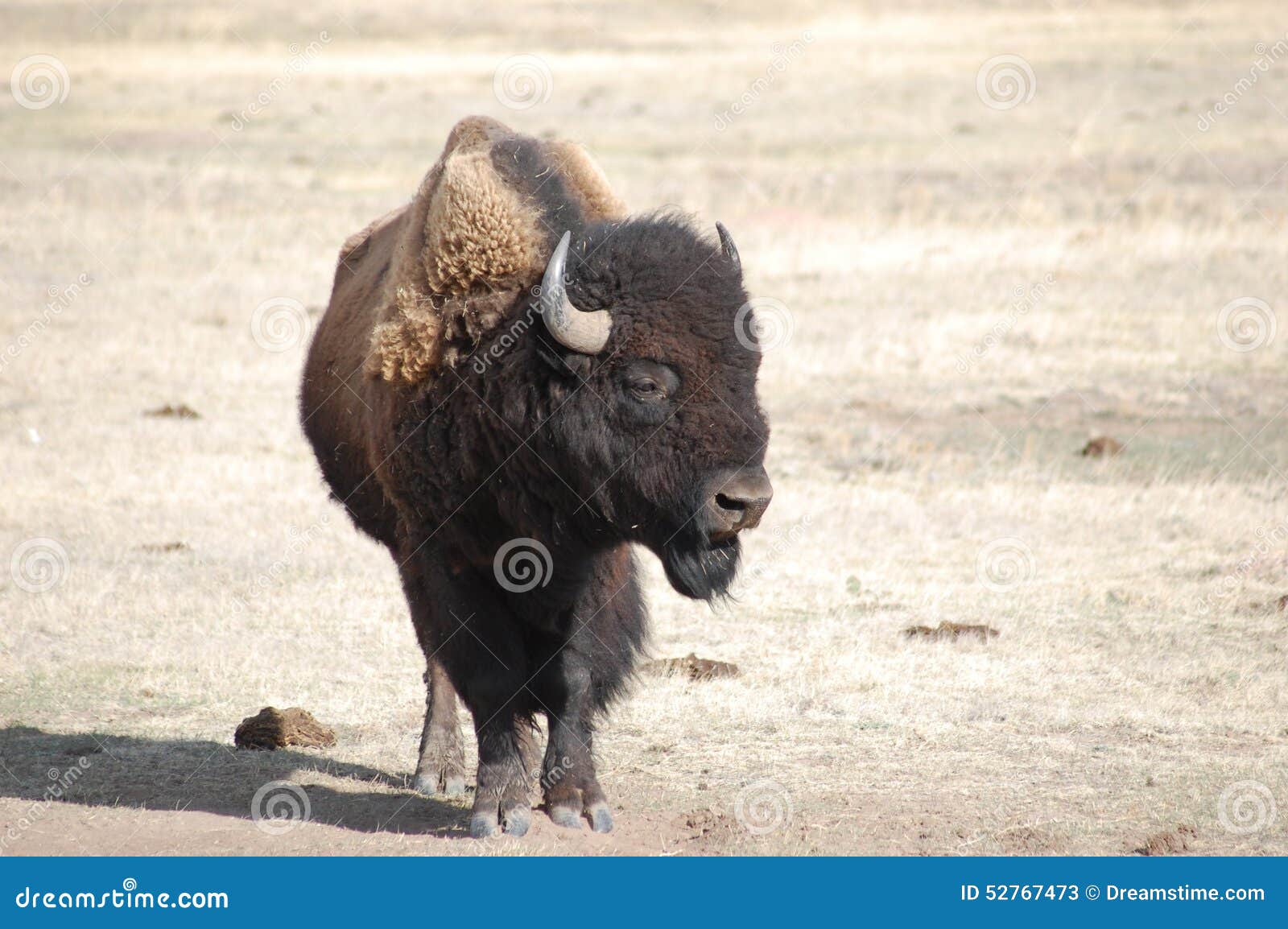 Buffalo with poop stock image. Image of farm, buffalo - 52767473
