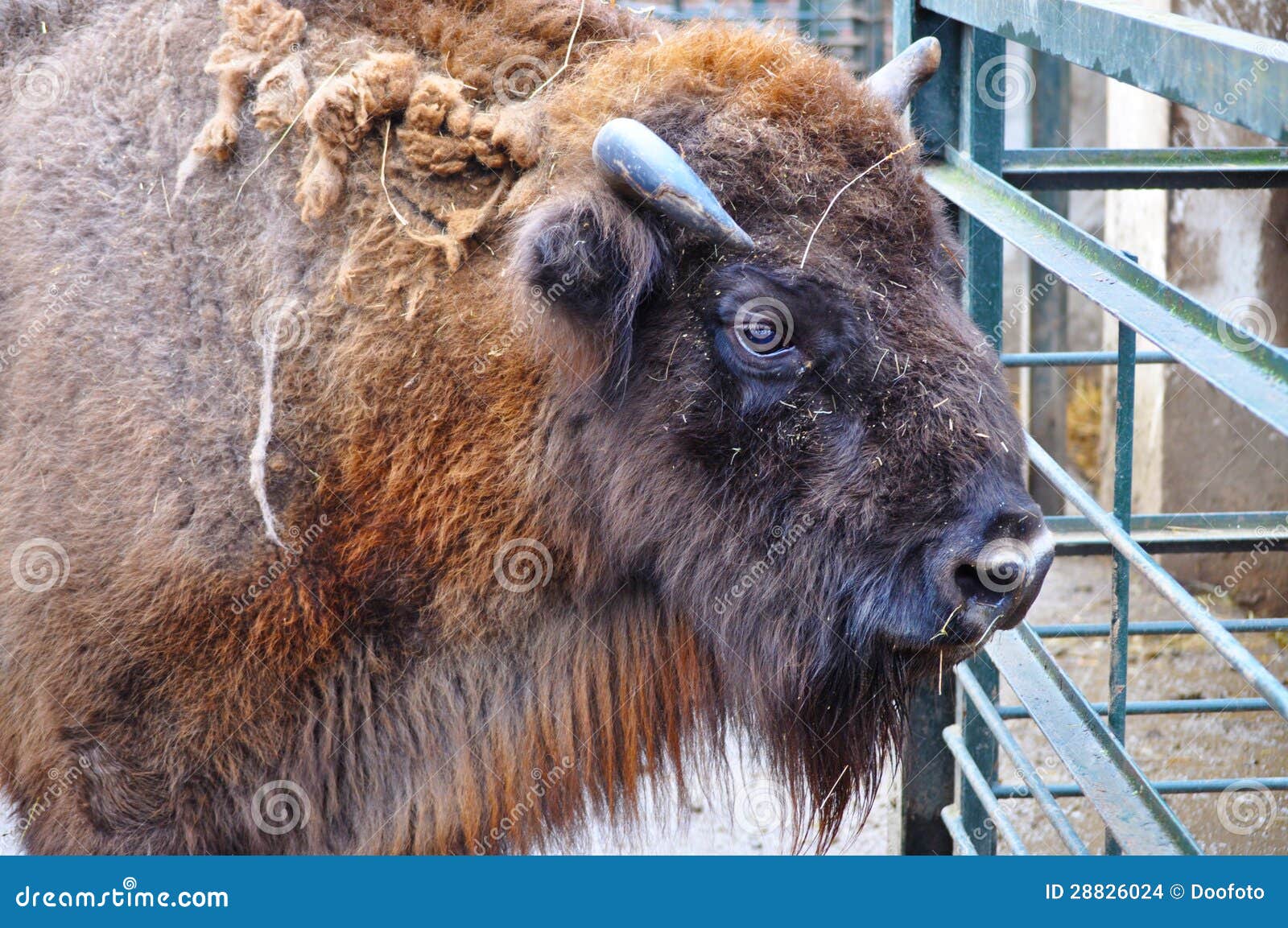 Buffalo portrait stock photo. Image of mammal, face, animal - 28826024