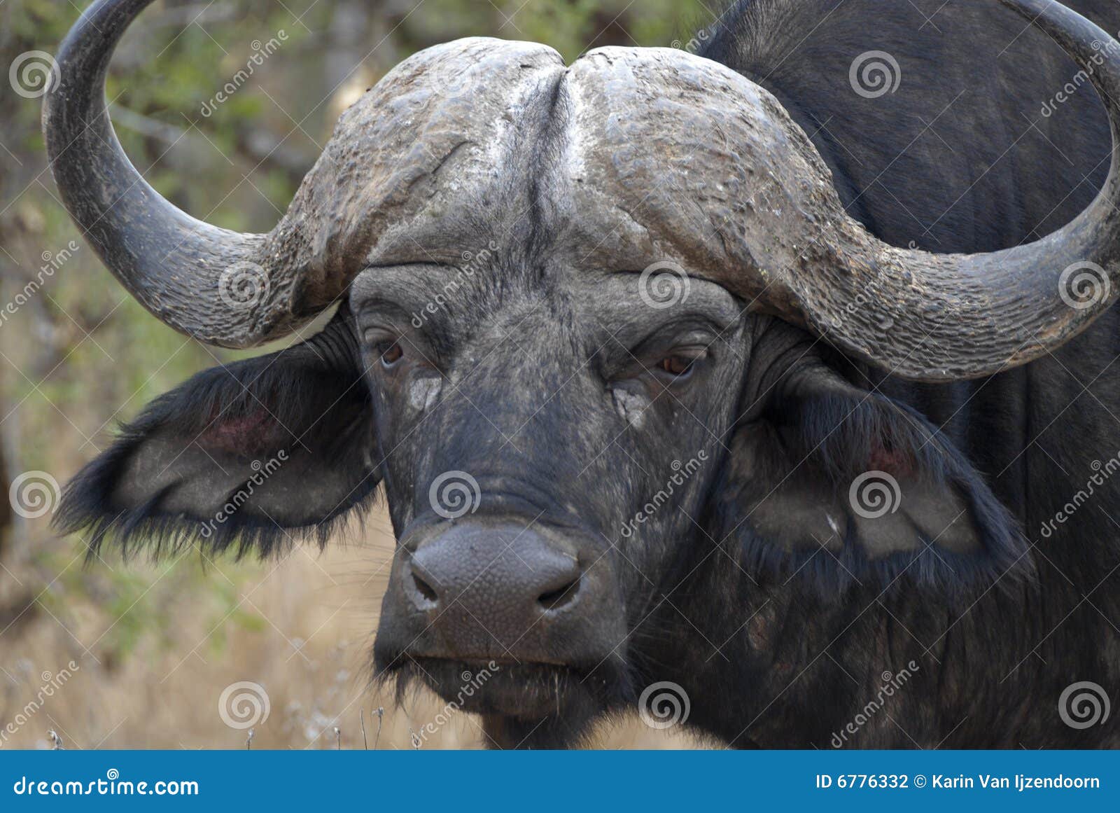 11,370 Buffalo Portrait Stock Photos - Free & Royalty-Free Stock Photos ...