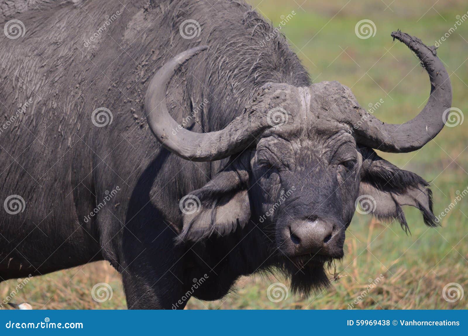Buffalo portrait stock photo. Image of wilderness, south - 59969438