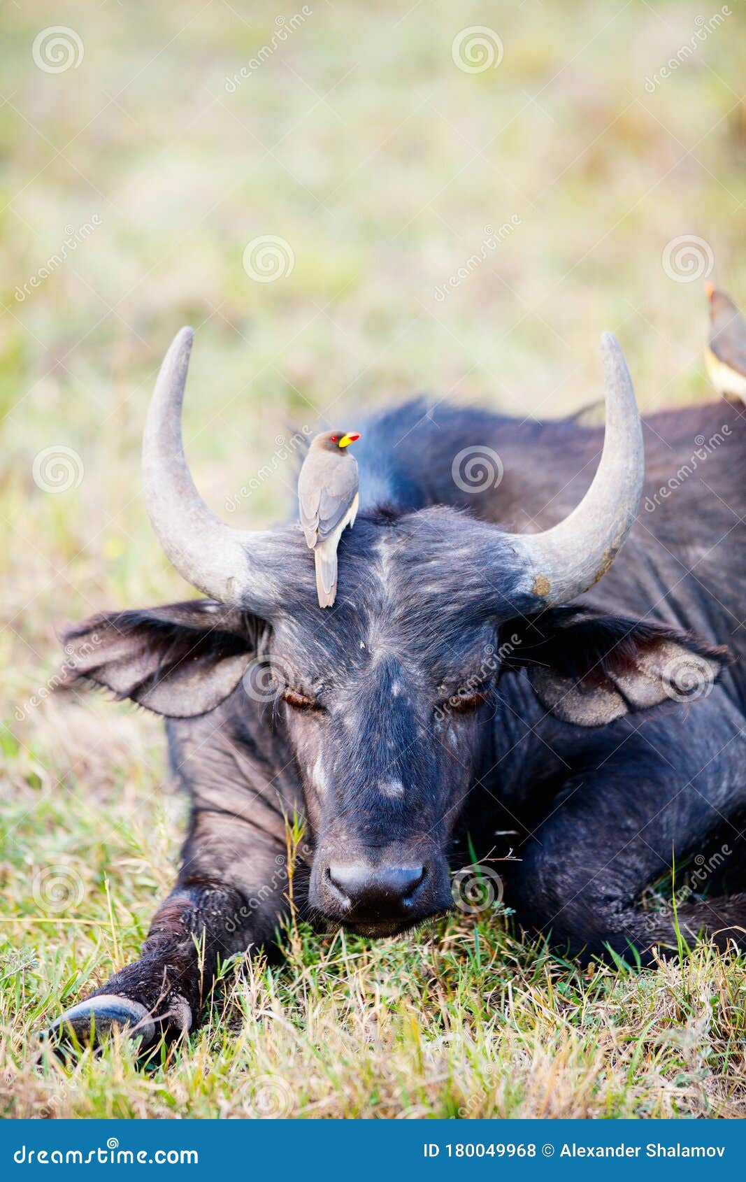 Buffalo portrait stock photo. Image of closeup, conservation - 180049968