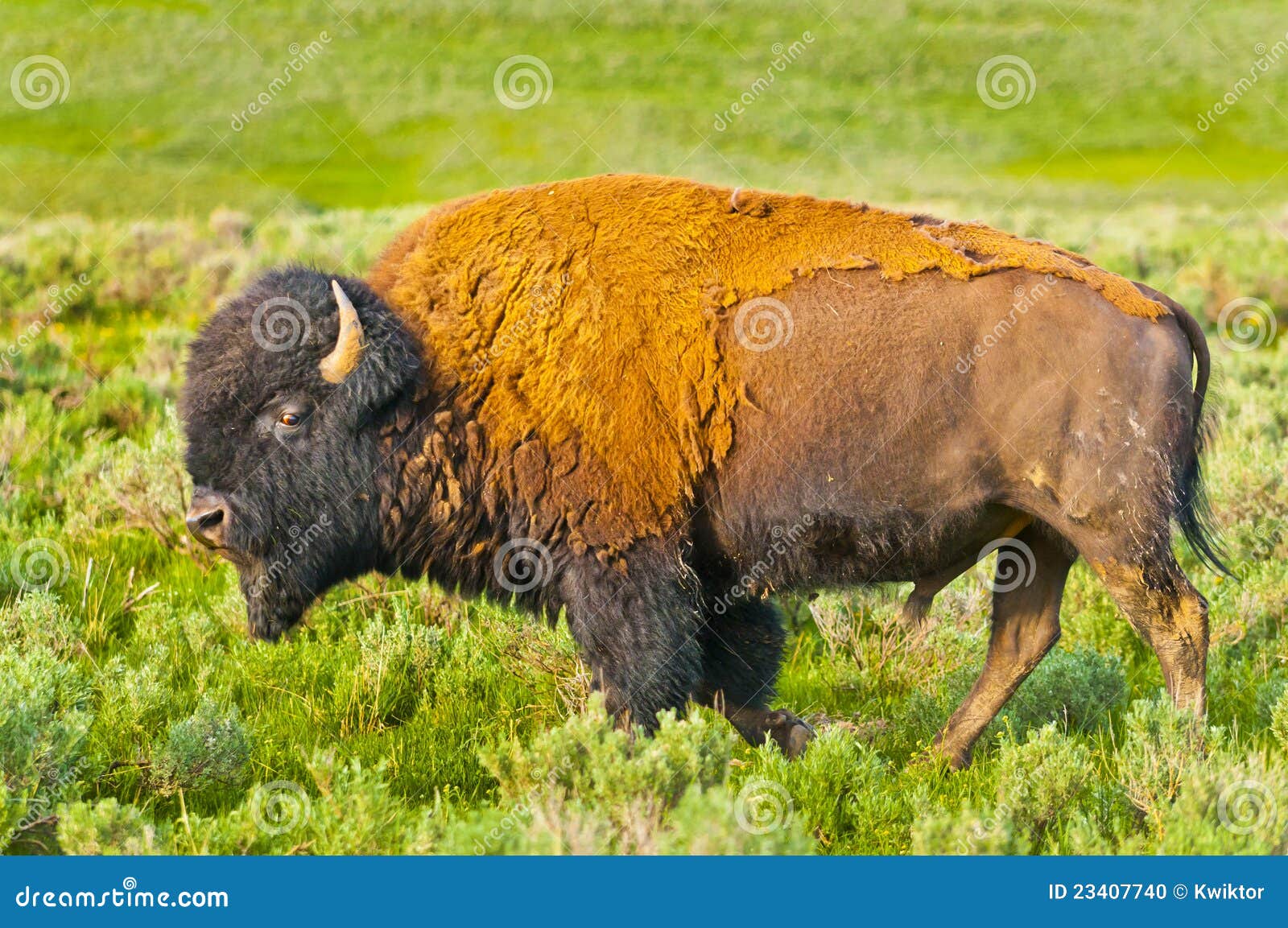 Buffalo profile stock photo. Image of american, steam - 23407740