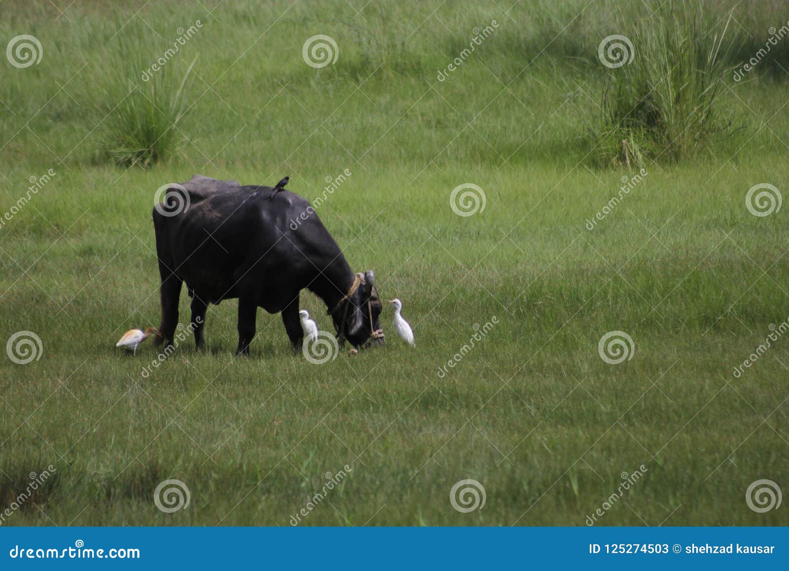 Buffalo in punjab stock image. Image of chakwal, domesticated - 125274503