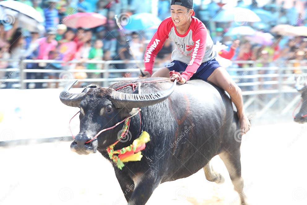 Buffalo race editorial image. Image of buffalo, fast - 27396765