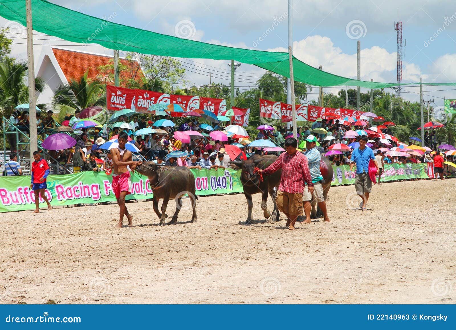 Buffalo Racing in Buffalo Racing Festiva Editorial Stock Photo - Image ...