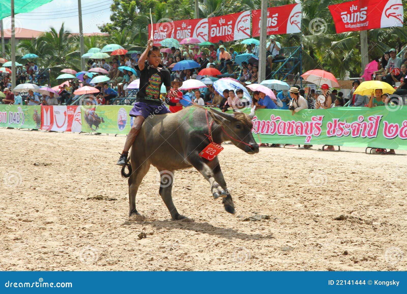Buffalo Racing in Buffalo Racing Festiva Editorial Stock Image - Image ...