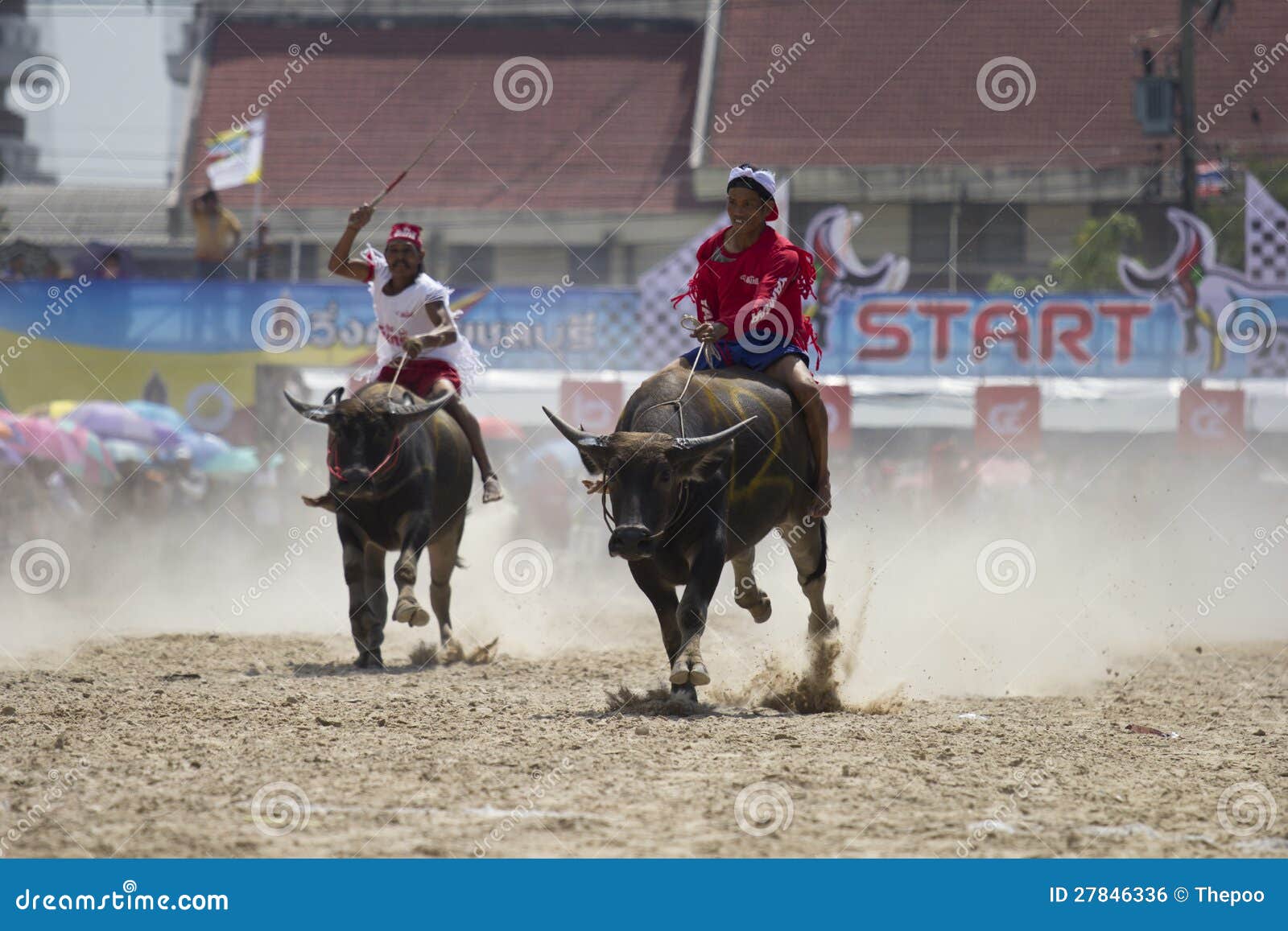 Buffalo Racing Festiva editorial photo. Image of winner - 27846336