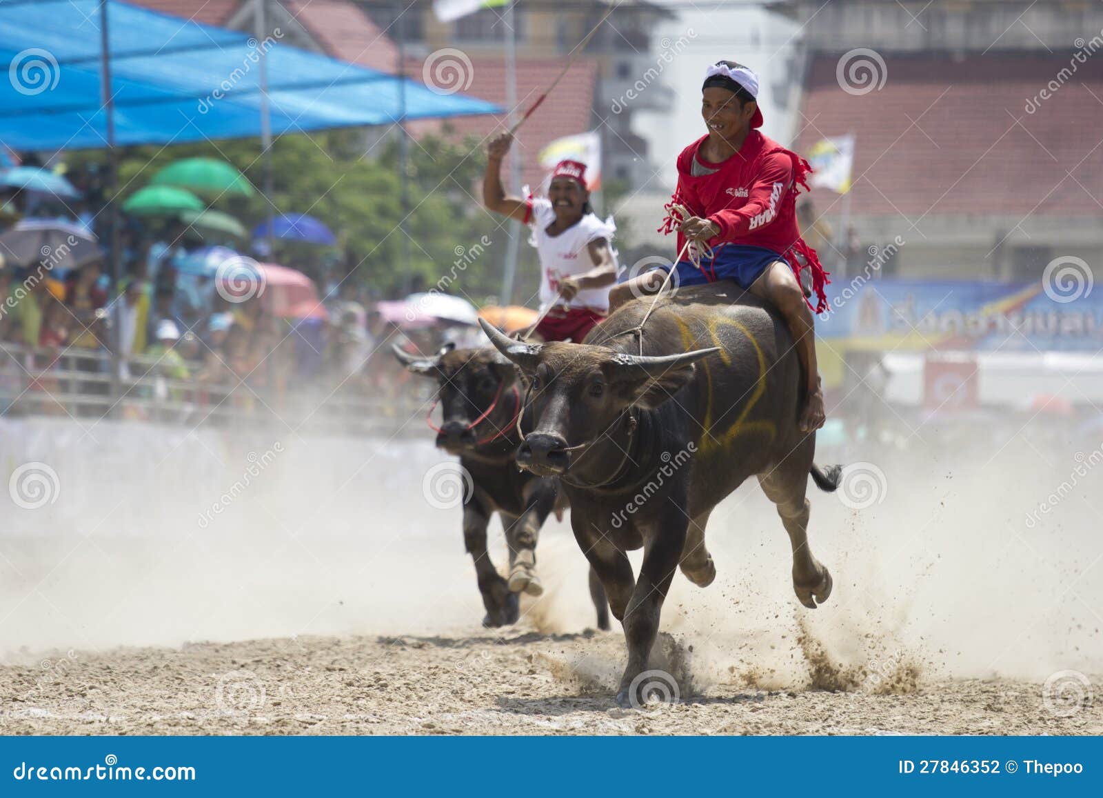 Buffalo Racing Festiva editorial photography. Image of fast - 27846352