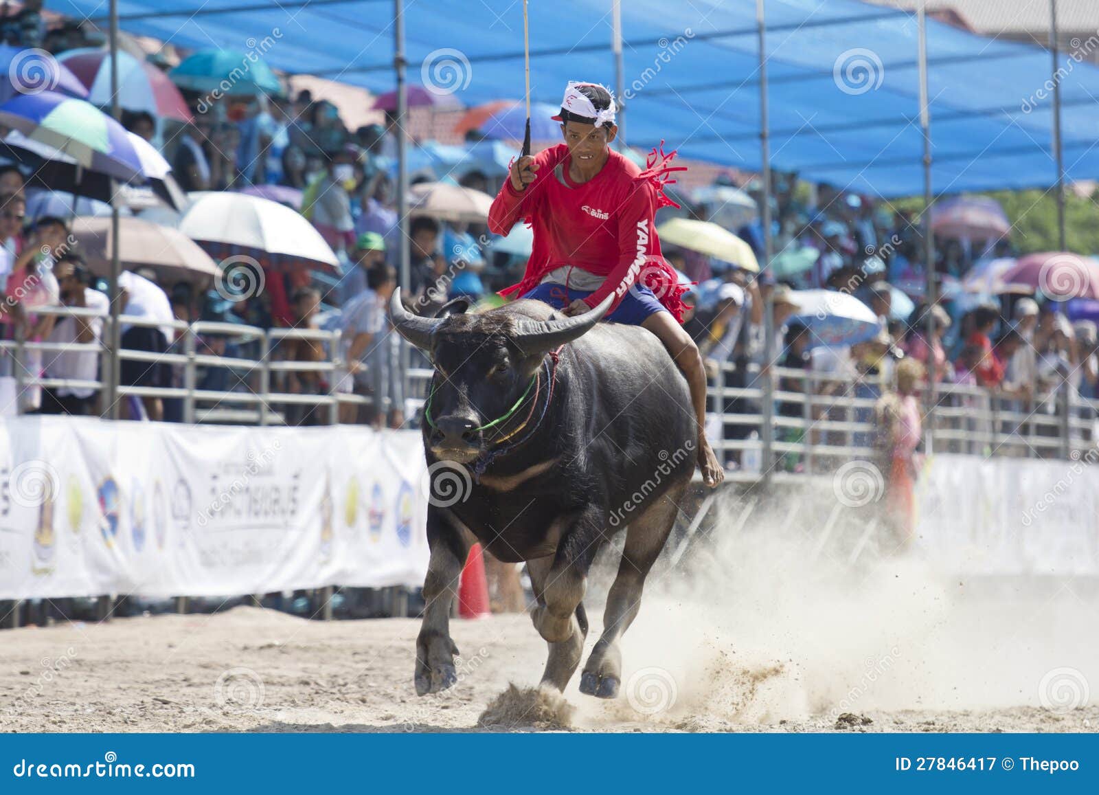 Buffalo Racing Festiva editorial photography. Image of competition ...