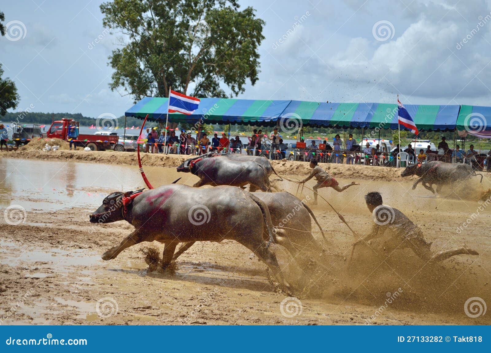 Buffalo racing festival editorial photography. Image of annual - 27133282