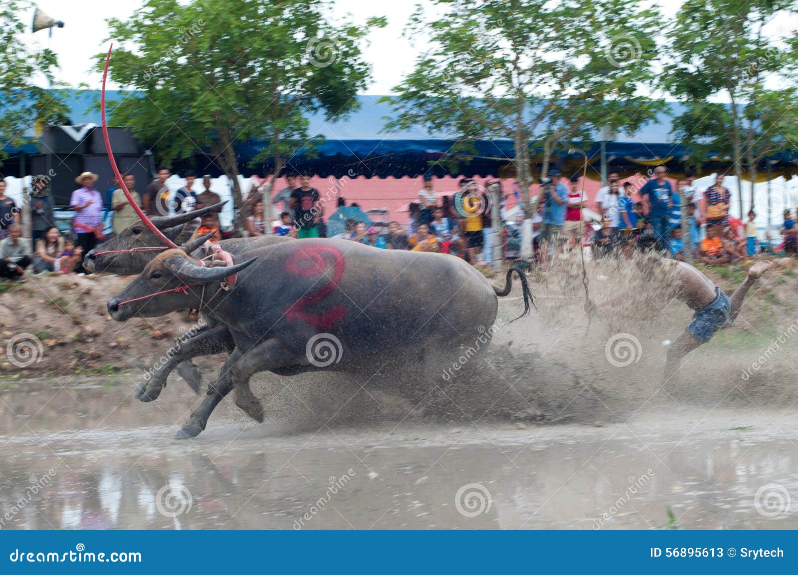 Buffalo Racing editorial stock photo. Image of farmer - 56895613