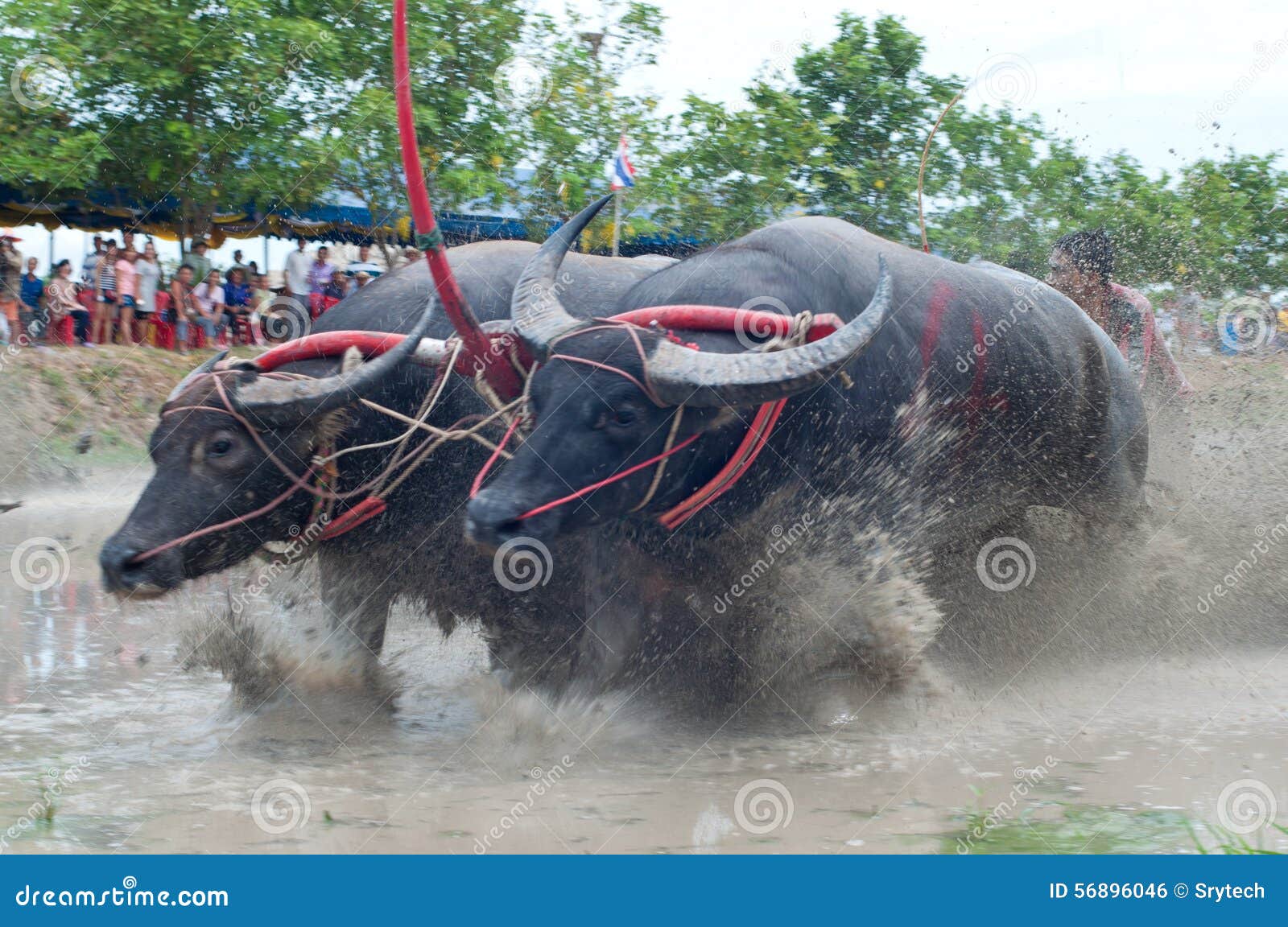 Buffalo Racing stock photo. Image of buffalo, water, racing - 56896046