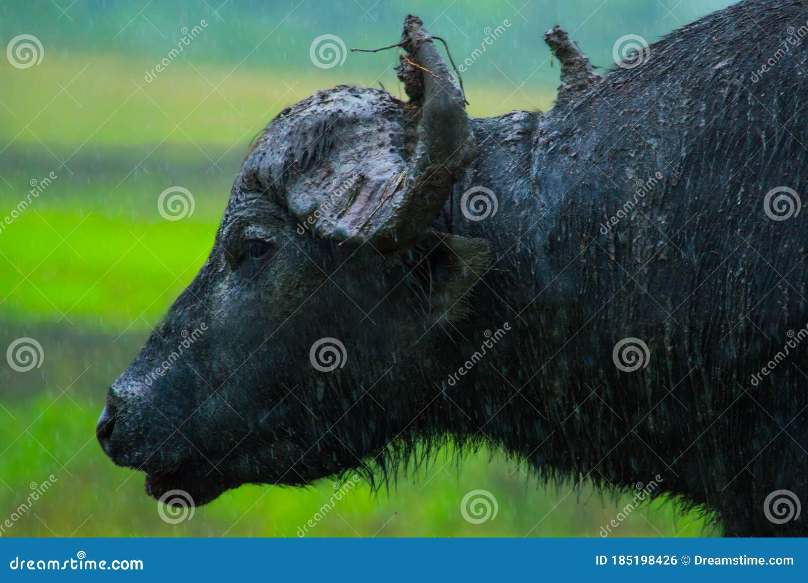 A Buffalo in the Rain stock photo. Image of mammal, horned - 185198426