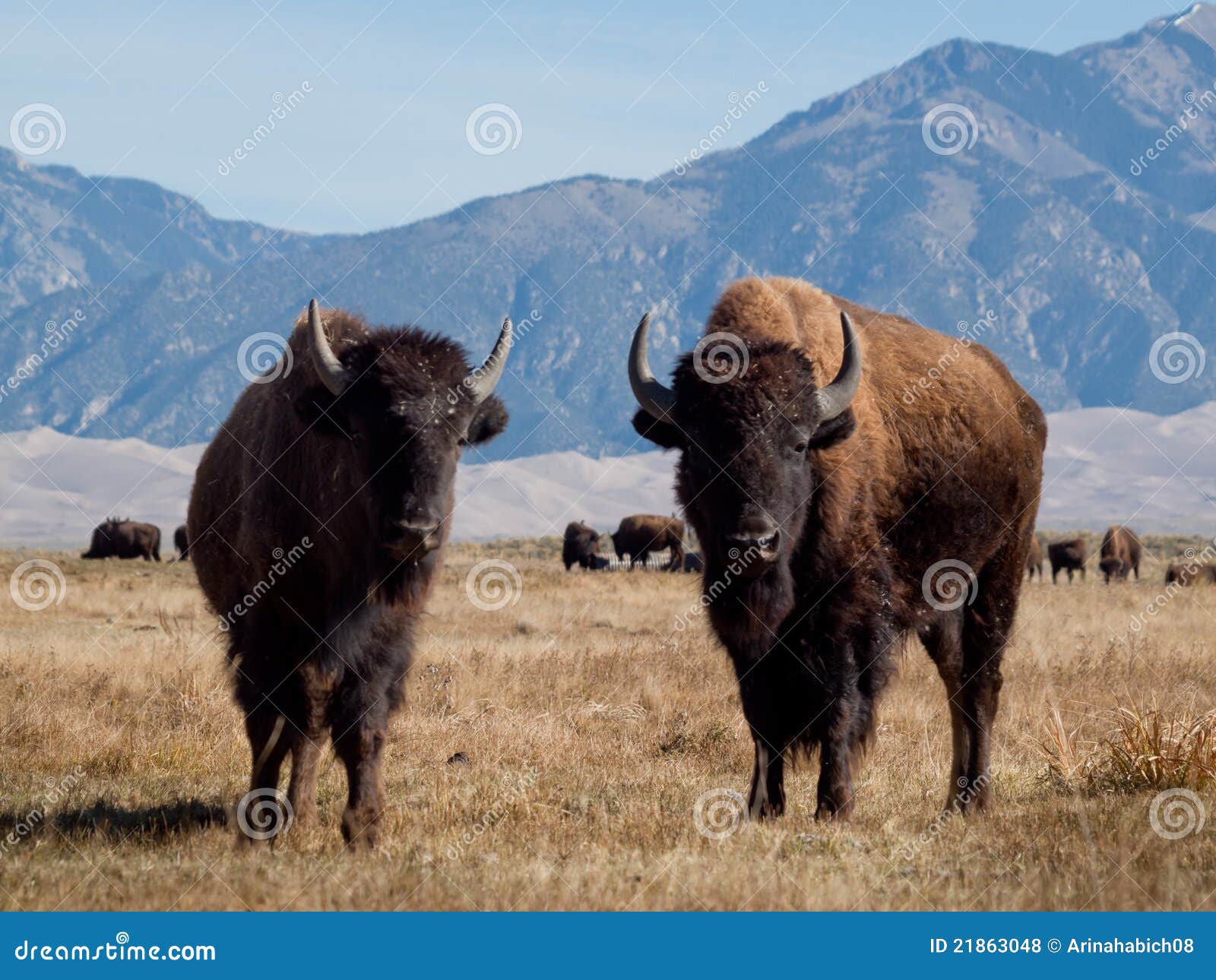 Buffalo Ranch stock photo. Image of dunes, ranch, valley - 21863048