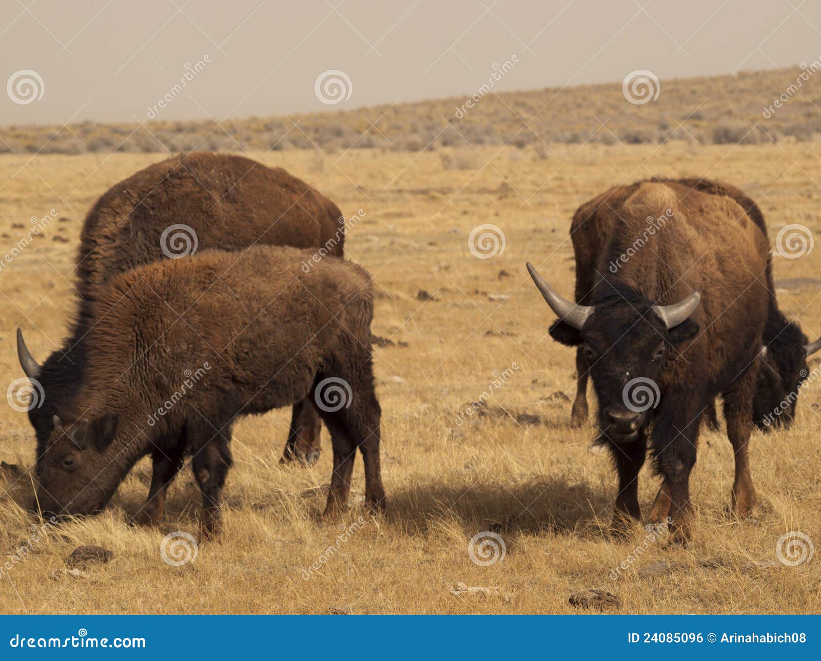 Buffalo Ranch stock photo. Image of domestic, grassland - 24085096