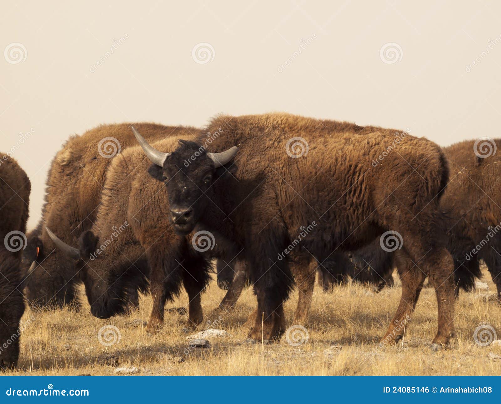 Buffalo Ranch stock photo. Image of horns, dust, mountain - 24085146