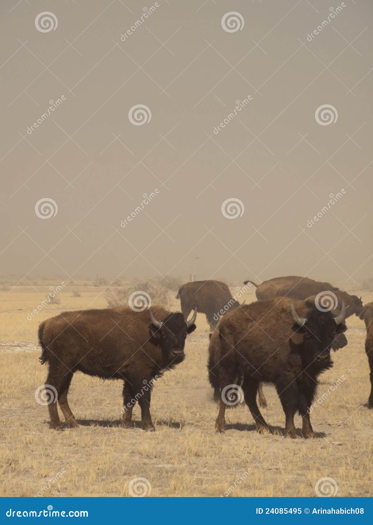 Buffalo Ranch stock image. Image of grass, alamosa, dust - 24085495