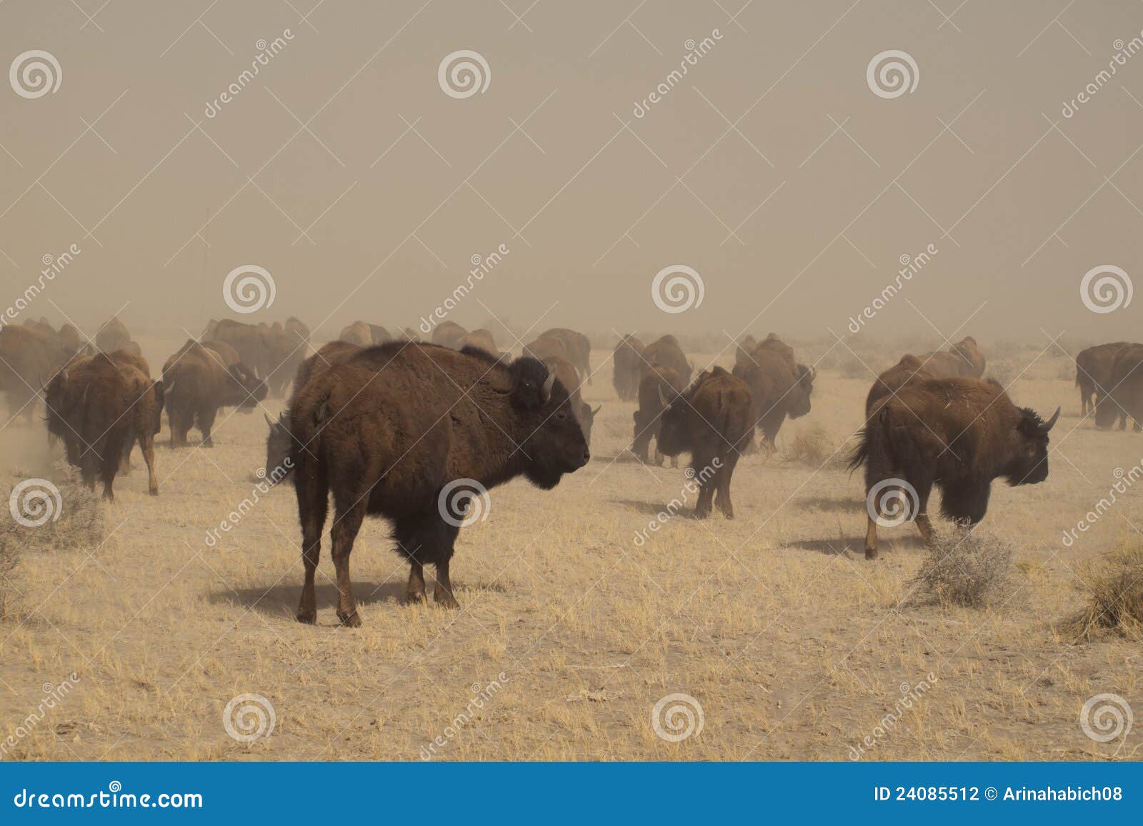 Buffalo Ranch stock photo. Image of valley, animal, range - 24085512