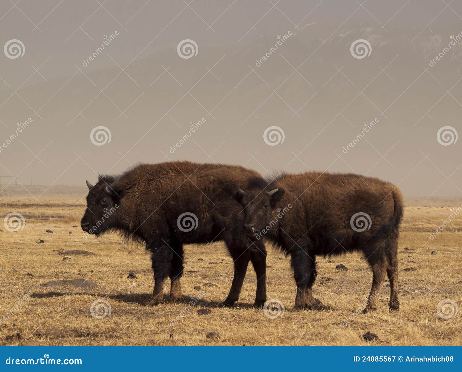 Buffalo Ranch stock image. Image of plain, range, bison - 24085567